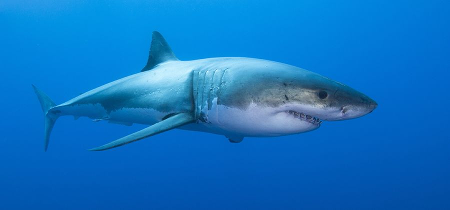 Dibujos De Tiburones Blancos Paso A Paso Cómo Viven Y Se Alimentan